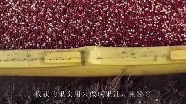它是超级食物,水中红宝石,作用广泛,你知道是什么吗