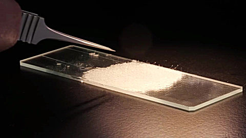 从妹子额头上取下来的玻片标本,放在显微镜下会看到什么?