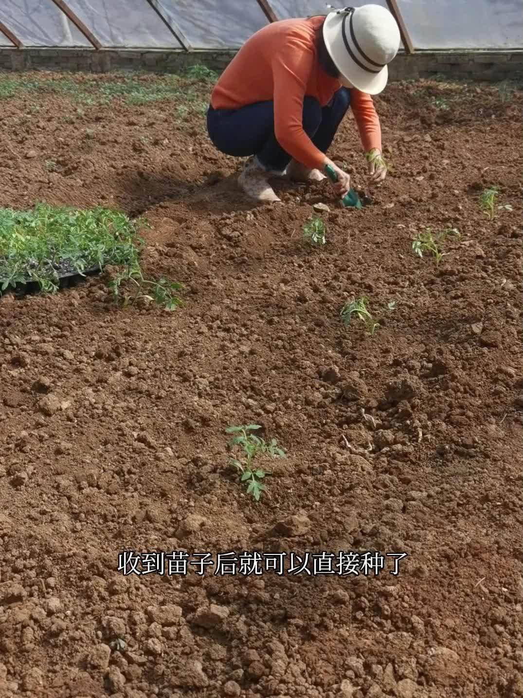 想种番茄又不会育苗咋办?可以直接种苗,省事省力,一个多月就能挂满...