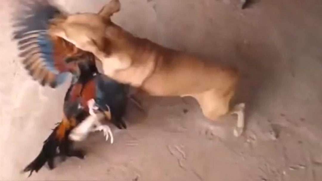 狗落平阳被鸡欺,鸡勇敢斗狗,鸡飞狗跳