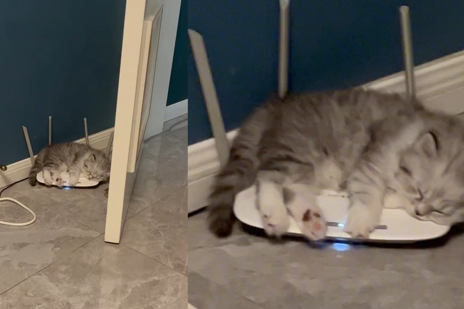 女生疑惑WIFI信号为啥不好,一看路由器被萌化:猫上长...