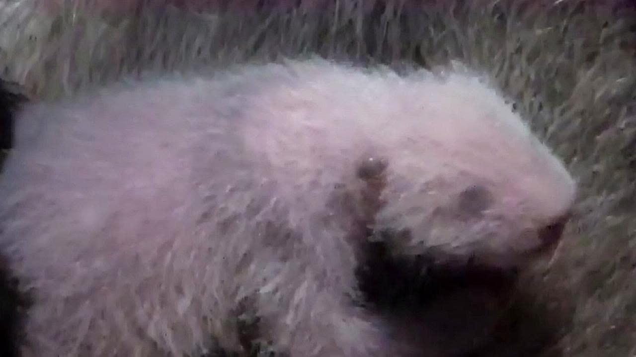 原来刚出生的小熊猫是长这样的,一个月左右才会有熊猫样