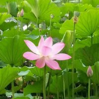 远远说生活 