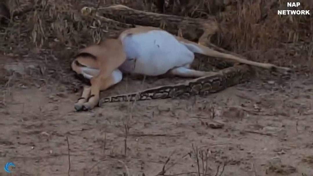 动物世界;沉默的巨蟒攻击,轻易吞下羚羊