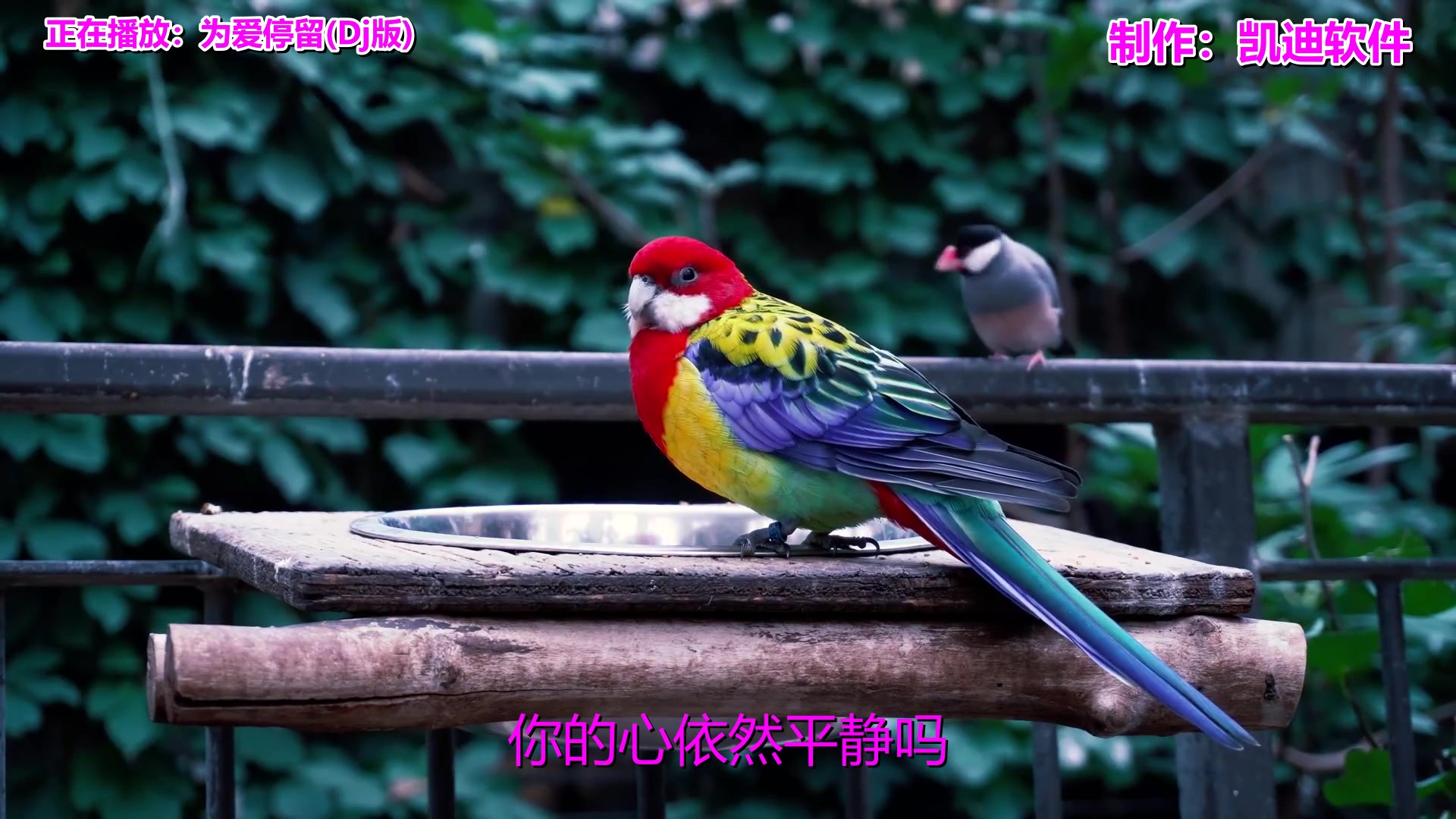 《为爱停留(Dj版)》经典老歌,手机制作mv用什么软件好