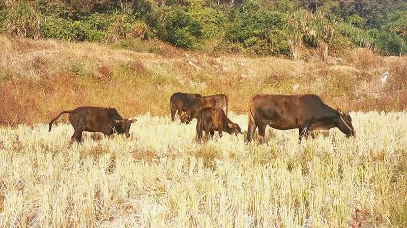 客家大叔养了几头土黄牛,寒冷的冬天,储存些稻杆给它们过冬
