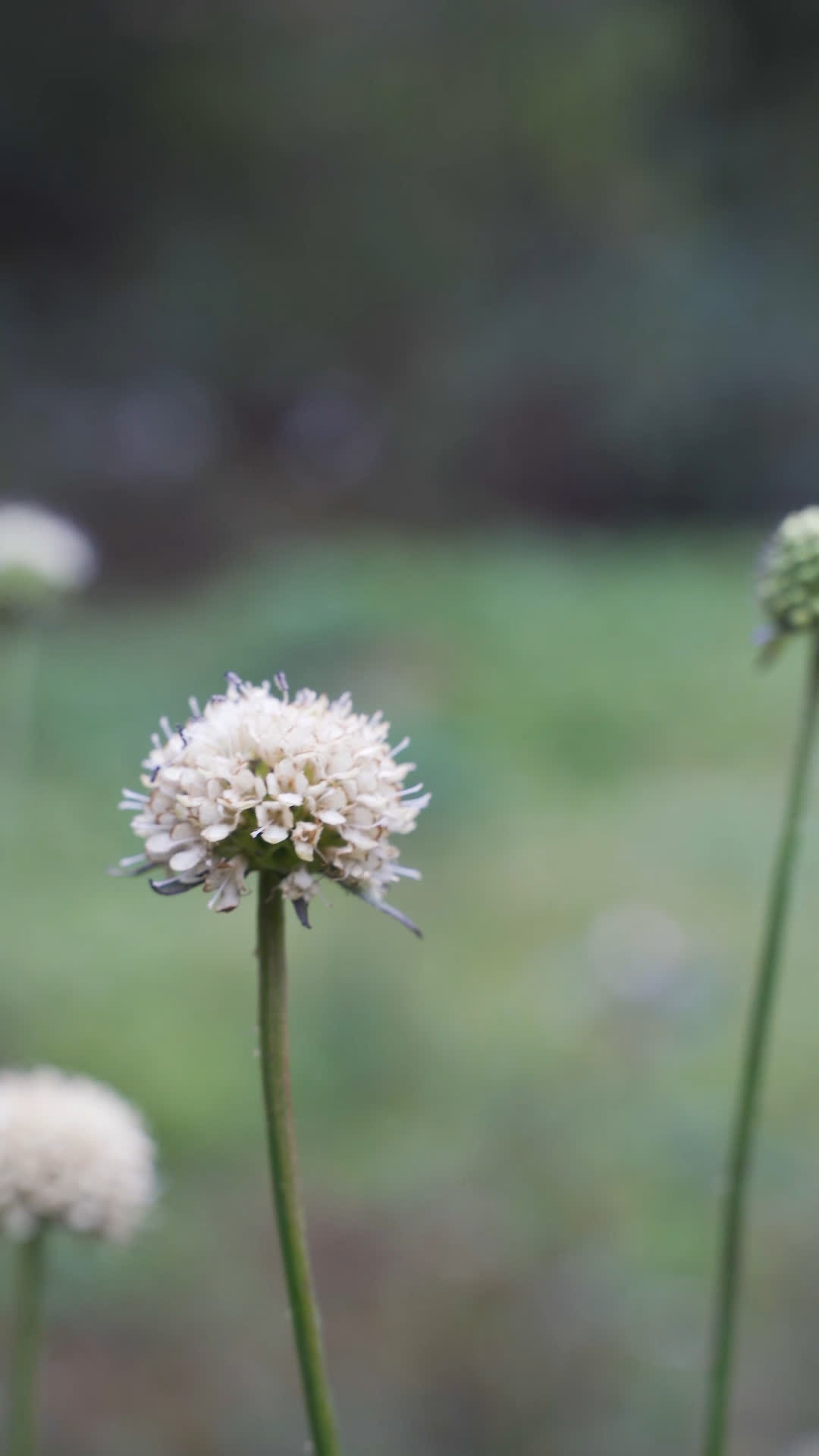断了还能续上是不是很神奇呢续断大自然的馈赠