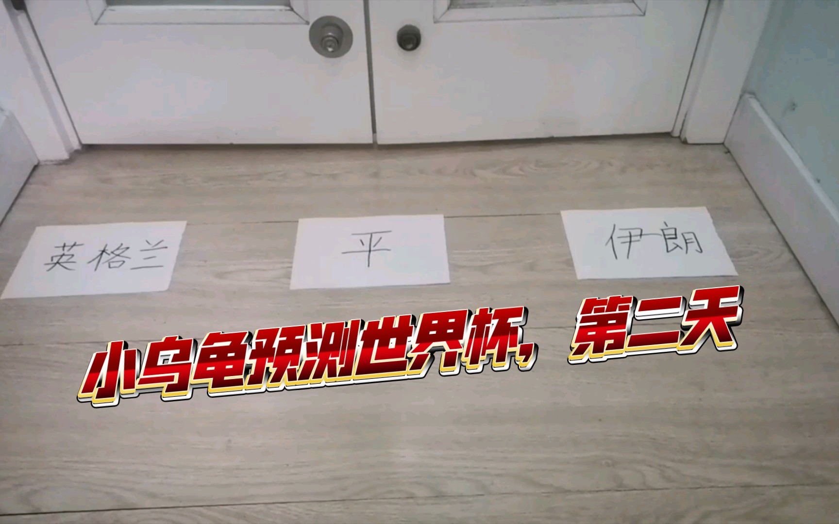 【小乌龟预测世界杯】今夜3场比赛。英格兰VS伊朗,塞内加尔VS荷兰,...