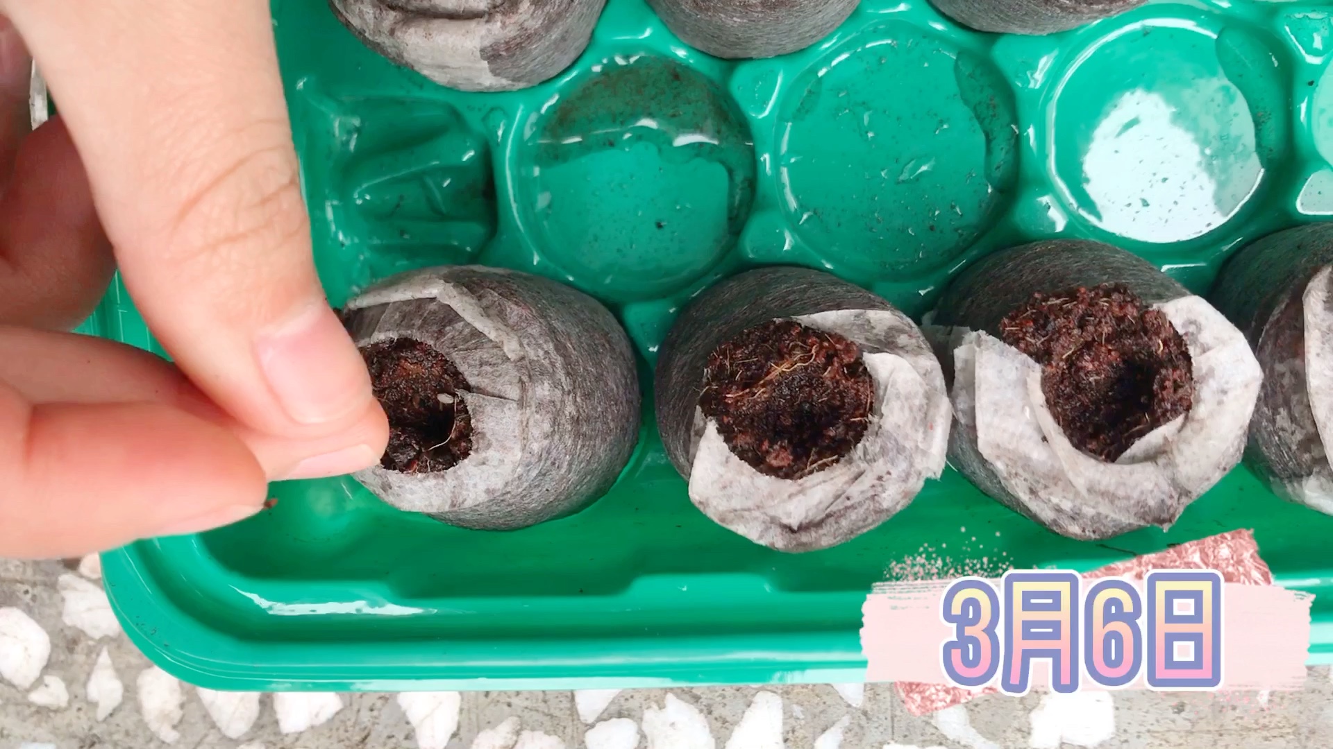 种植小记录:一起春播番茄吧?