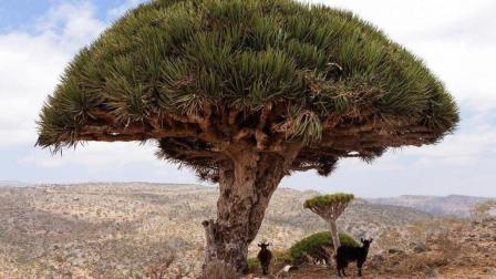 世界千奇百怪,原来地球上真的有会流血的树,小心不要弄伤它们