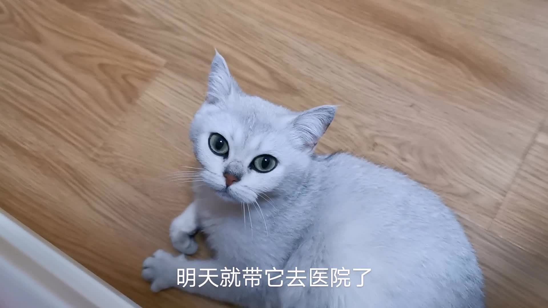 收养了一只流浪猫,小伙把它带回家
