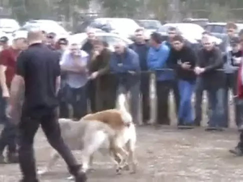 俄罗斯斗犬大会