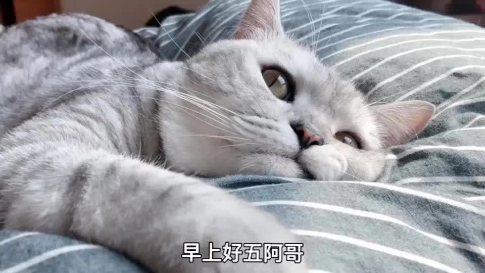 京东超市宠物趴活动好划算,现在五阿哥的快递比我都多……这下我...