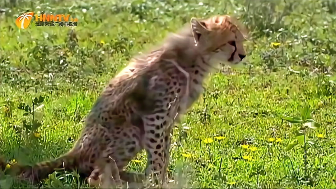 猎豹作为著名的短跑冠军,它盯上的猎物,在怎么跑也是徒劳