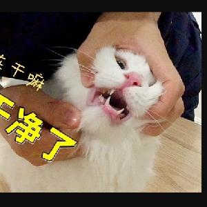 饭团小夫妻录制组 