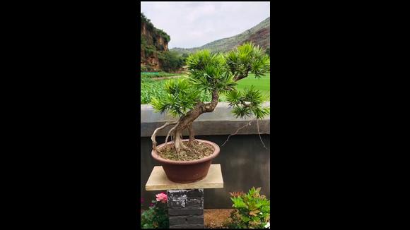 罗汉松 果子形状似罗汉