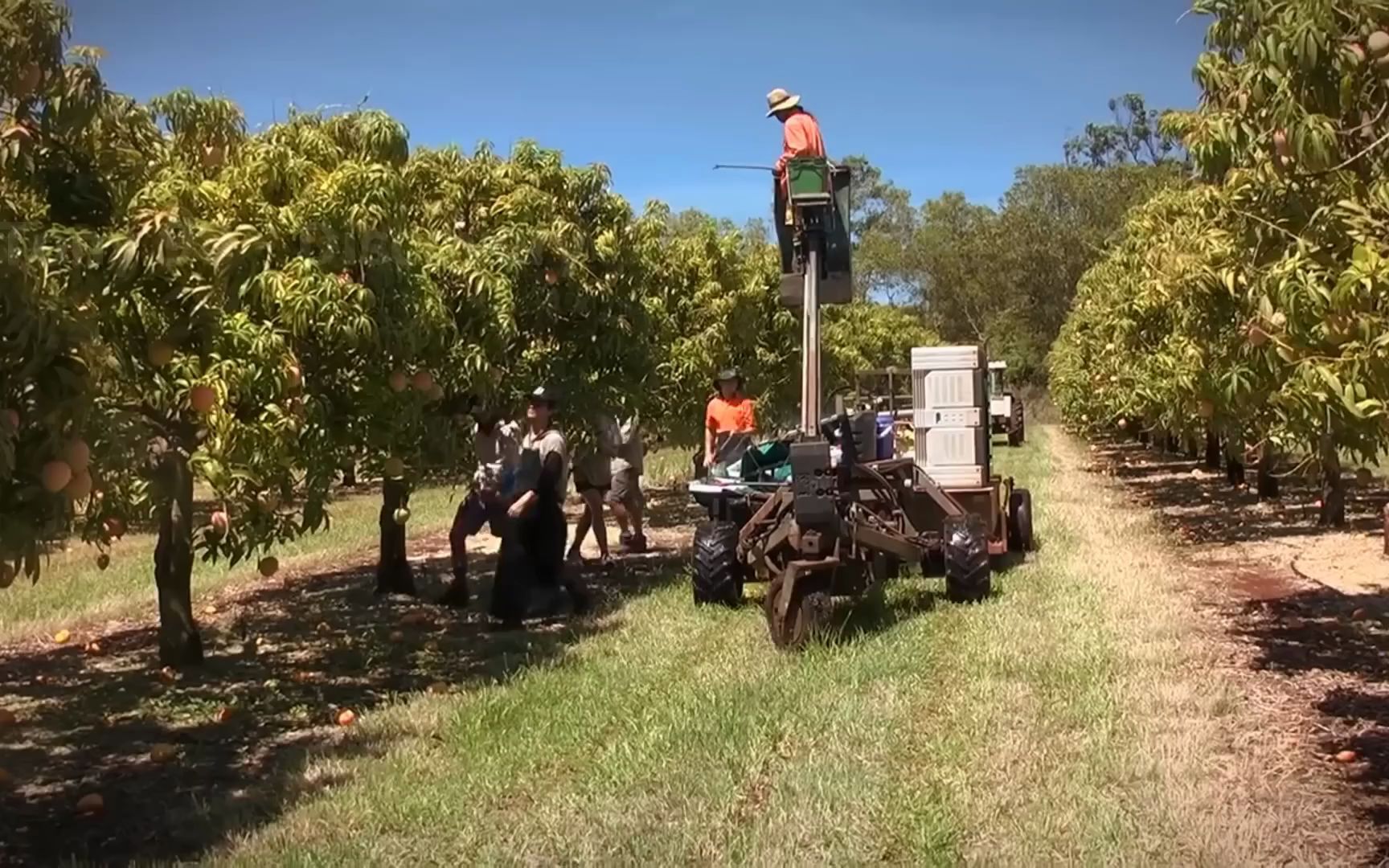 惊人的农业技术——种植和收获数百吨芒果