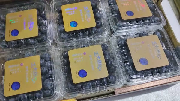 爆脆、爆甜的超大蓝莓 很不错