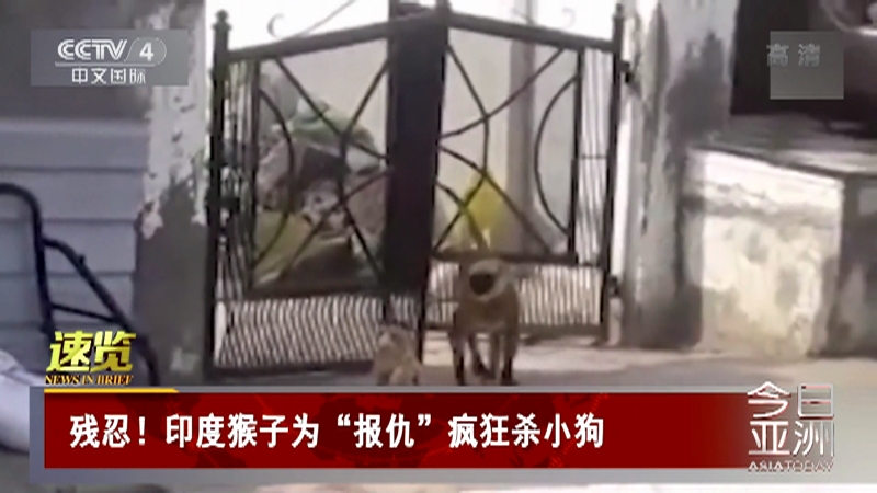 [今日亚洲]速览 残忍!印度猴子为“报仇”疯狂杀小狗