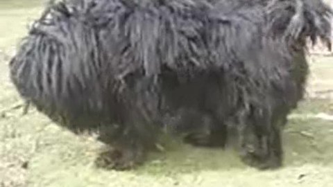 【藏獒洗澡全过程】 藏獒王视频 纯种藏獒视频