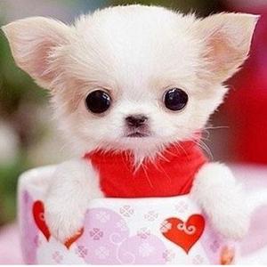 Dog语言 