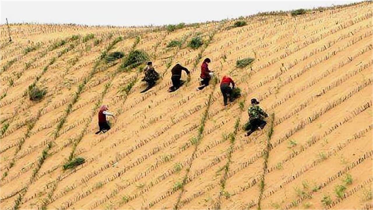 中国辛苦治沙30年,艰难将沙漠变绿洲,如今又出现了这些东西