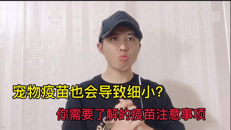 宠物疫苗也会导致细小?避免疫苗反应,你需要了解哪些注意事项?