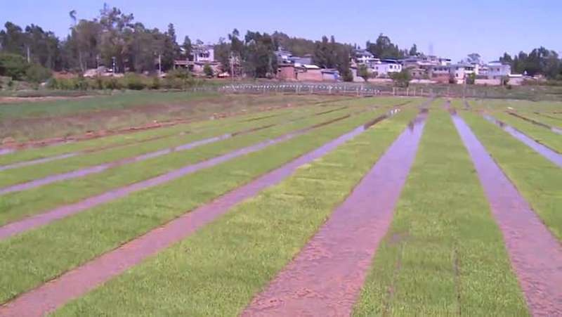 水稻生产全程机械化,石林向现代农业迈进