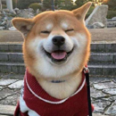 爱艺视频分享 
