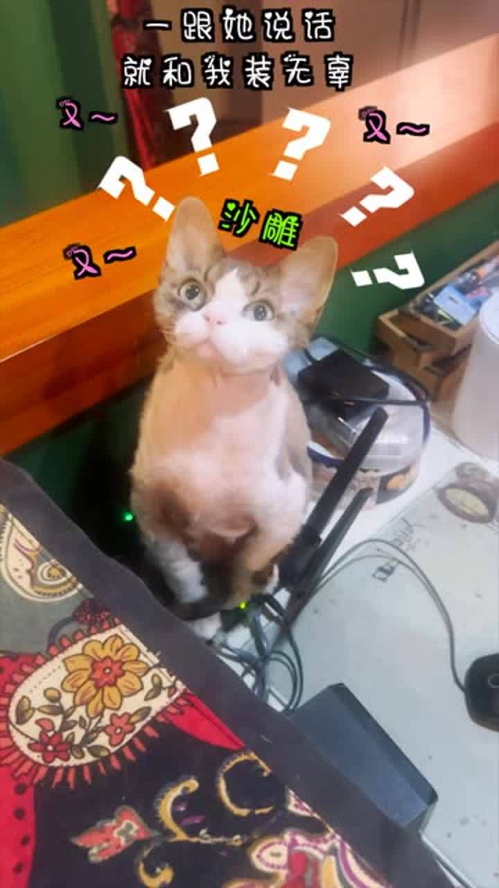 Wifi猫和路由器猫,反正都是猫,呆一起咋了?