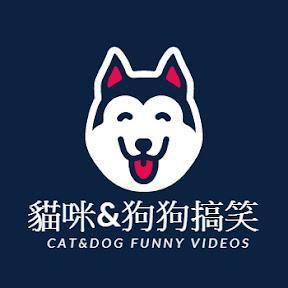 猫咪与狗狗搞笑 