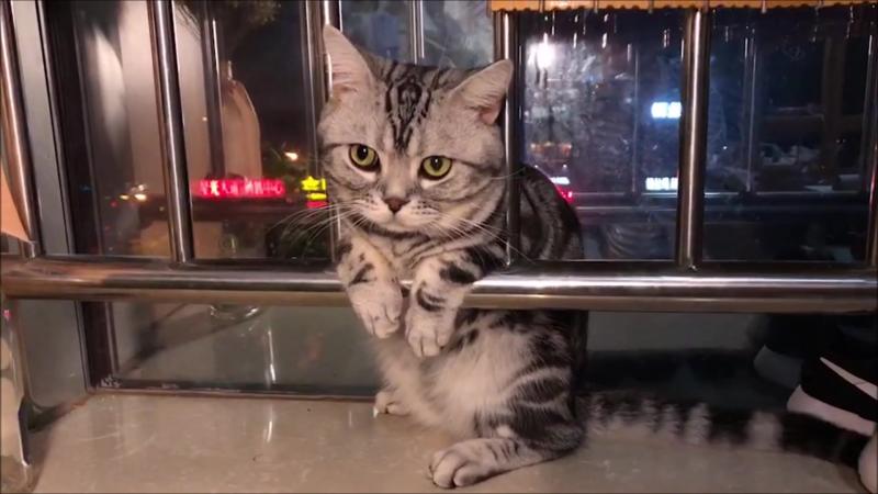 猫咪都生气了,妹子还笑的这么开心,小心被记仇!
