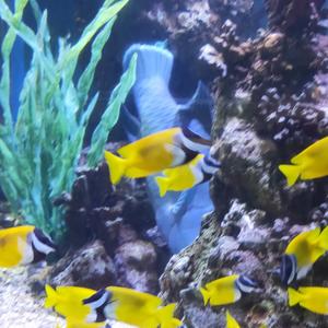 枪炮与玫瑰致敬421 