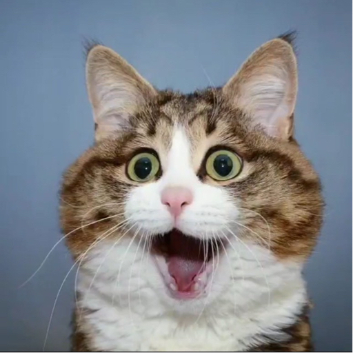 没有人鱼线的男人丶 