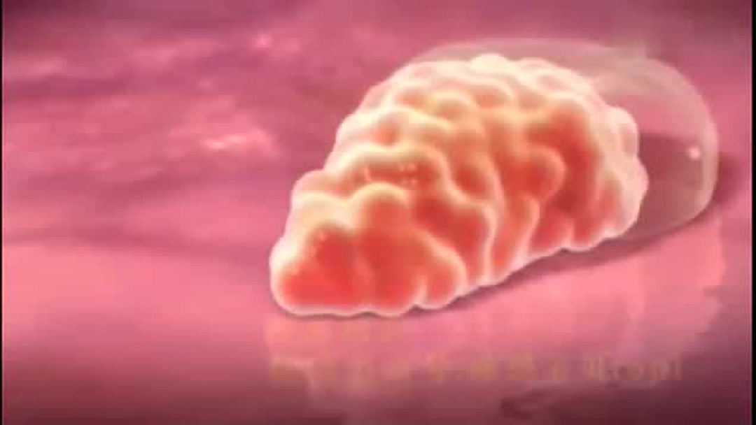 胎儿形成的全过程,你也是这么来的!震撼而感动!