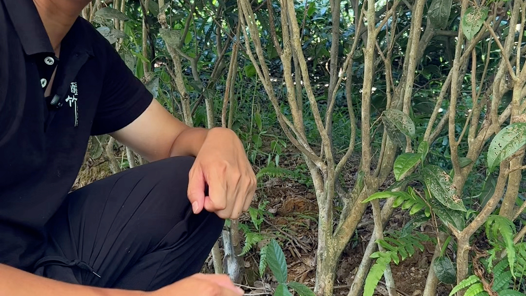 乔木和灌木的区别?醒竹六堡茶,#醒竹六堡茶