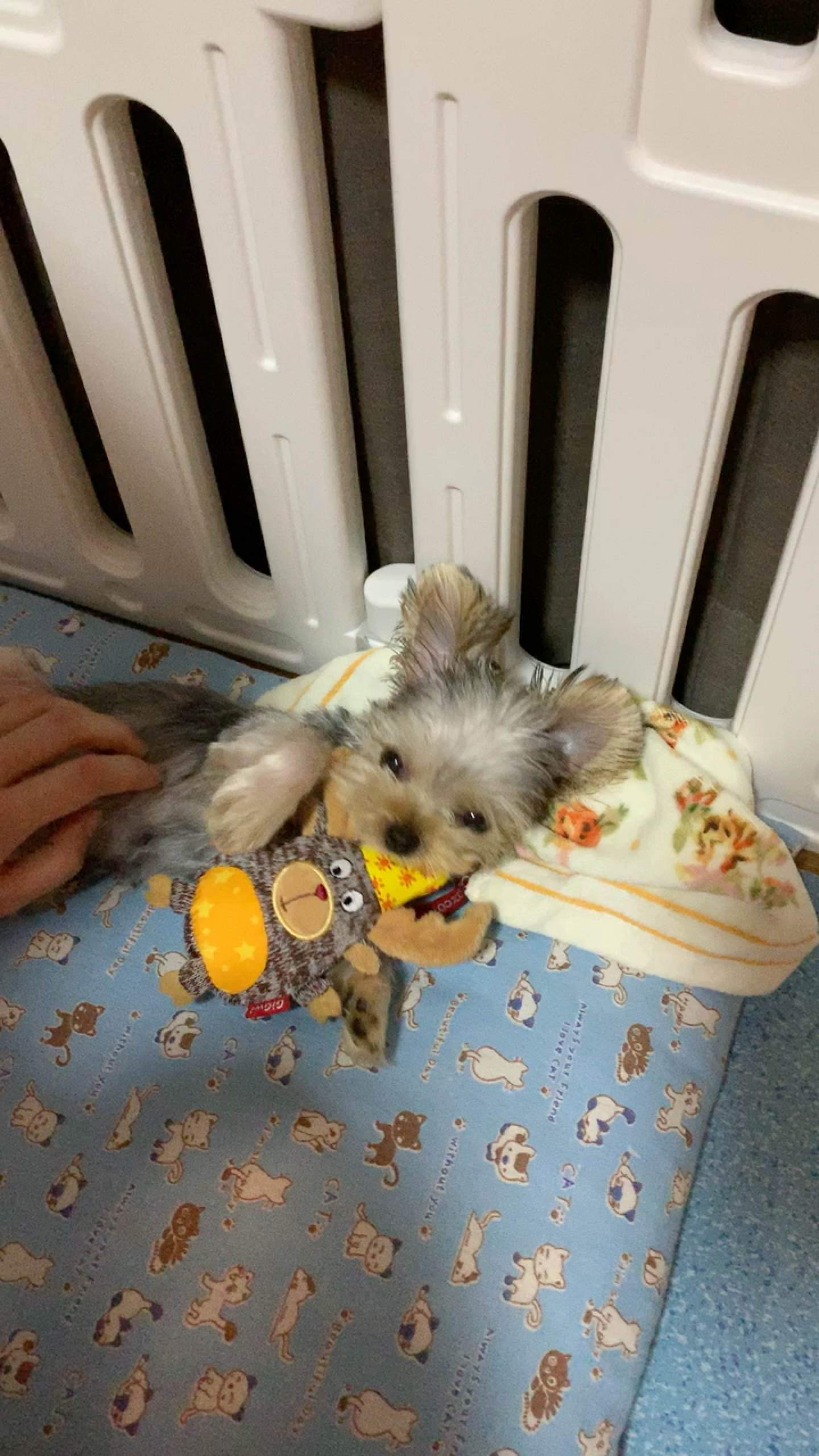 Cookie 睡前按摩时间