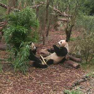 成和顺洗碗机001 