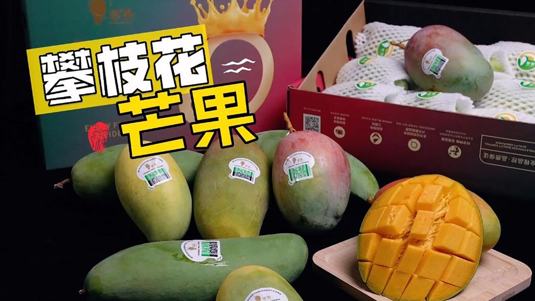 走进天府地标:攀枝花芒果