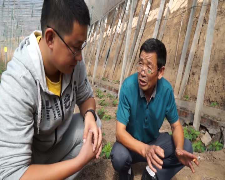 植保专家讲苗期辣椒使用中草药制剂效果与苗期辣椒管理