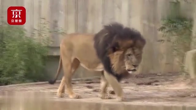 美国动物园猫科动物感染新冠病毒