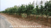 山东利和市政园林工程有限公司宣传片之中国柽柳篇