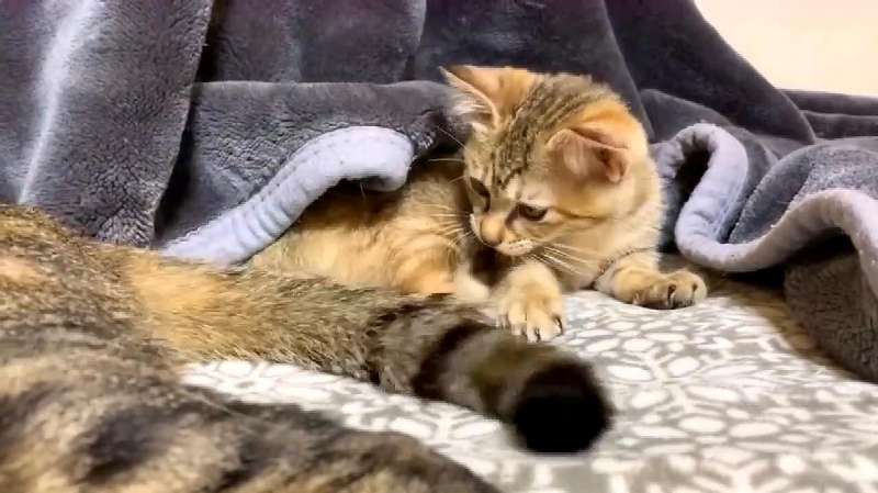 她在睡觉时和小猫一起玩