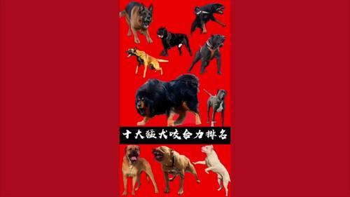 这世界的十大猛犬咬合力排名,你的狗狗有没上榜