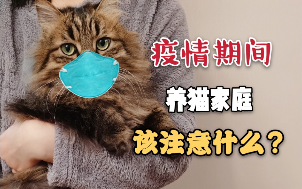 【知知】新冠肺炎来袭,养猫家庭应该注意什么?【猫咪生活小百科03】