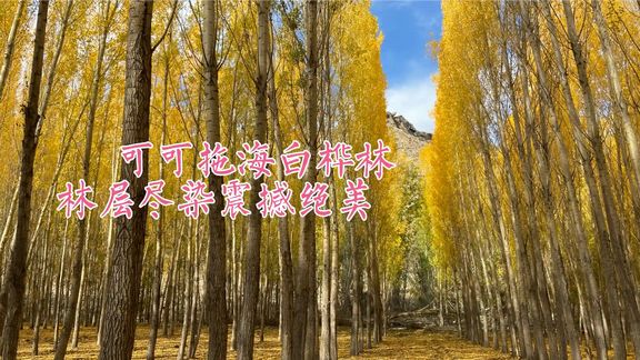 震撼绝美!新疆可可拖海的金秋白桦林,你不想来一趟吗?