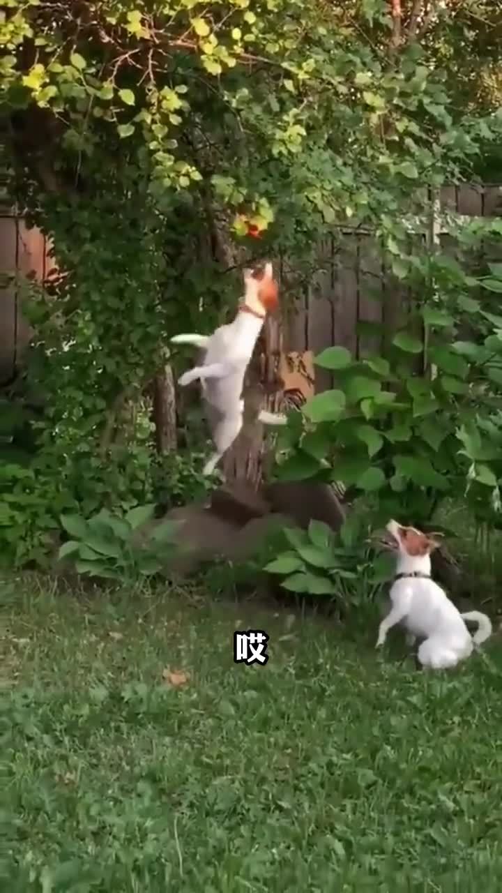 这狗像不像你身边的某个人?