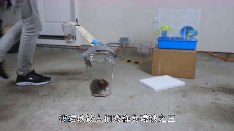 钕磁铁的神奇作用,老鼠身体往后退,蚂蚁移动艰难?