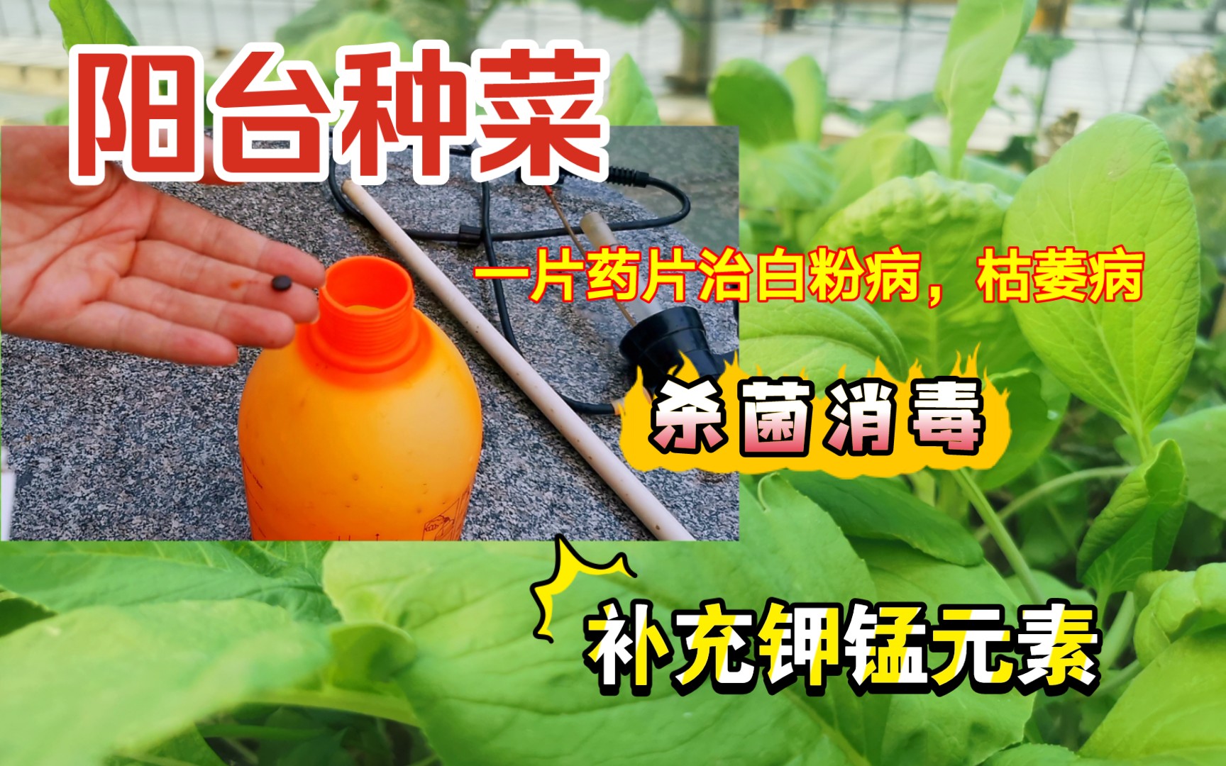 广东阳台种菜,高锰酸钾消毒片防治白粉病枯萎病,种菜用处多效果好