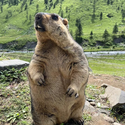 隔壁渣渣飞 